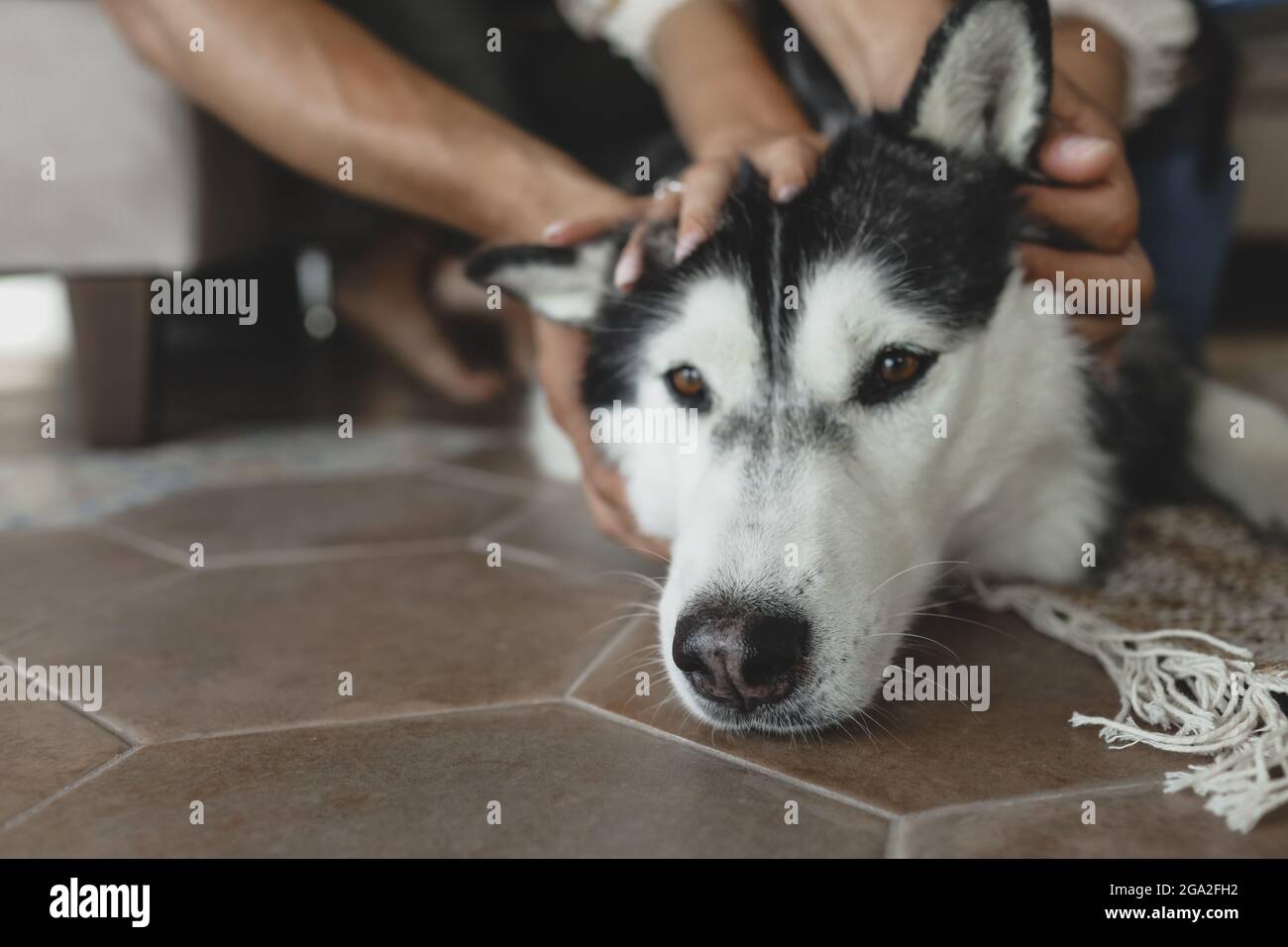 The owners hug a beautiful husky dog Stock Photo - Alamy