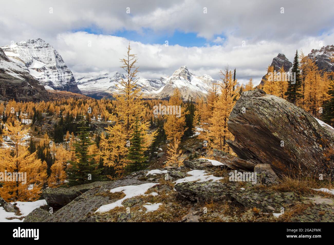 Autumn coloured Larch trees in Yoho National Park; British Columbia ...