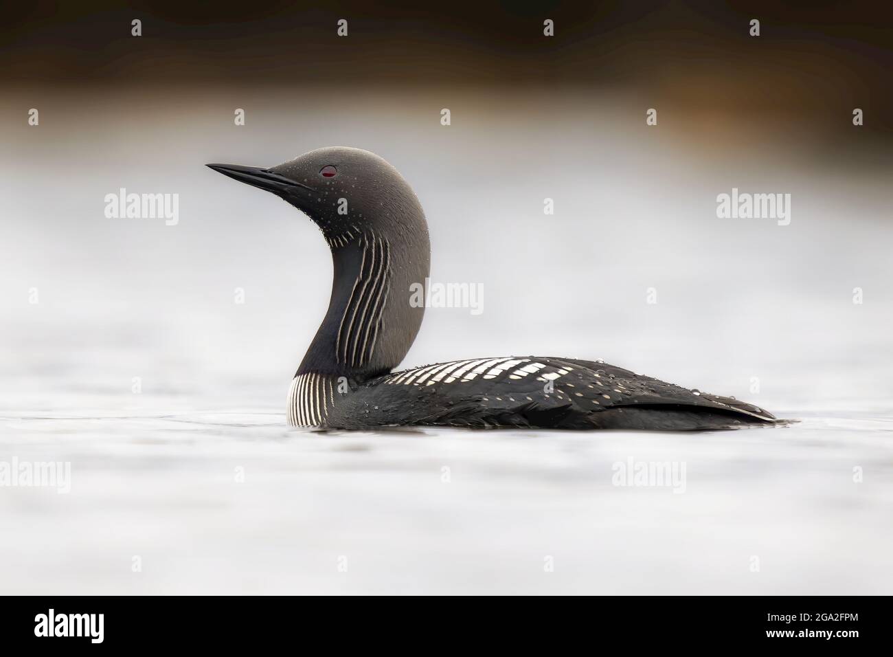 Pacific Loon (Gavia pacifica) swimming in a lake near Whitehorse; Yukon ...