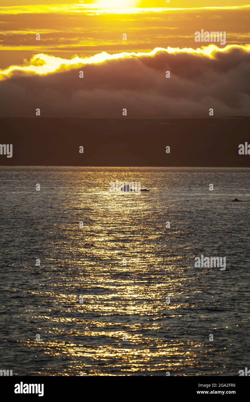 Icebergs in the ocean water with a bright golden sunset glowing over ...