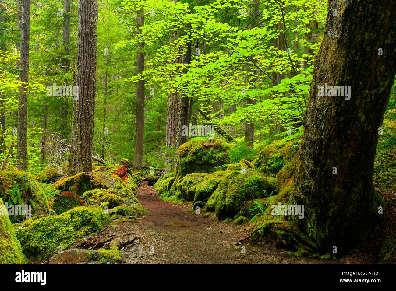 a exterior picture of an Pacific Northwest rainforest trail Stock Photo ...