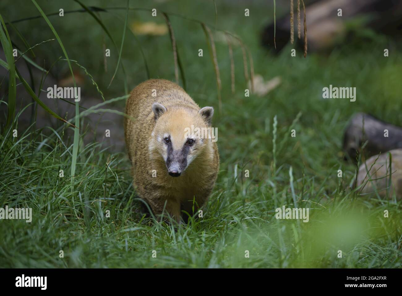 South American coati (Nasua nasua) or Ring-tailed coati, captive in a ...
