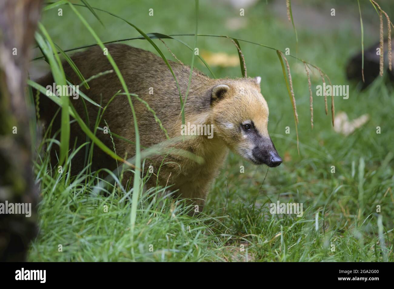 South American coati (Nasua nasua) or Ring-tailed coati, captive in a ...
