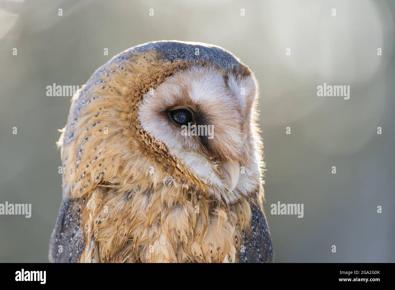 Common owl front face hi-res stock photography and images - Alamy