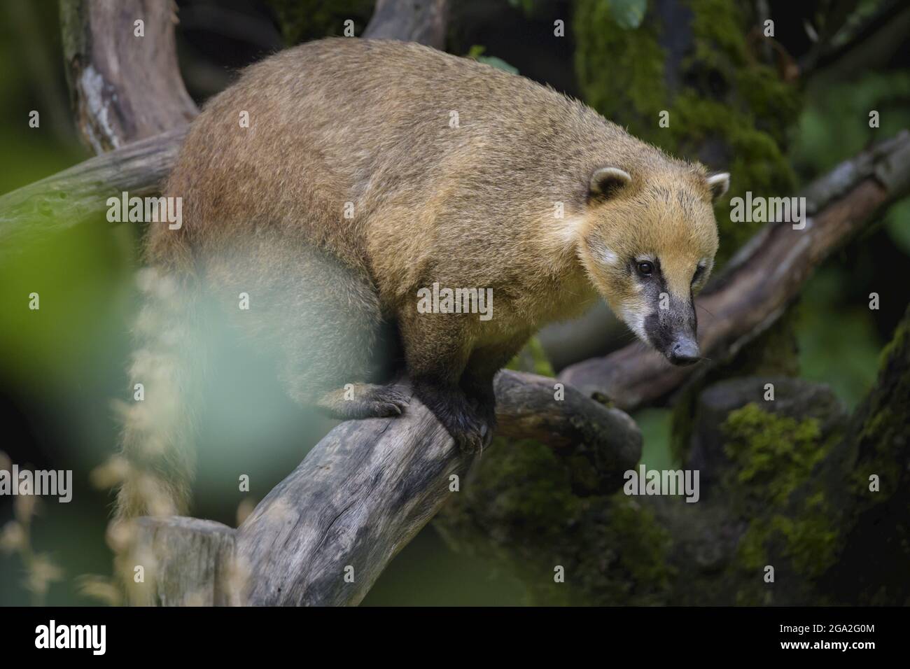 South American coati (Nasua nasua) or Ring-tailed coati standing on a ...