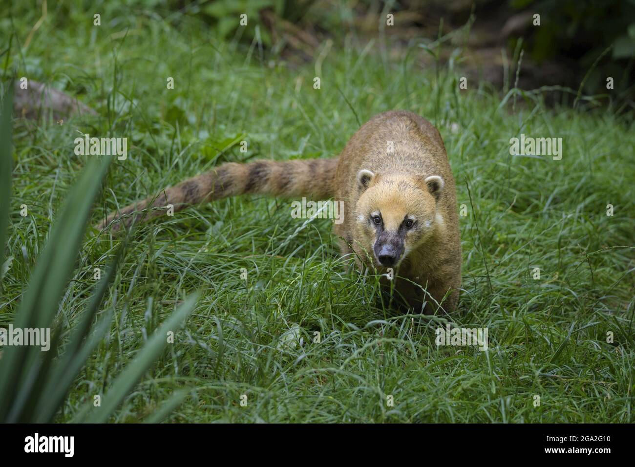 South American coati (Nasua nasua) or Ring-tailed coati, captive in a ...