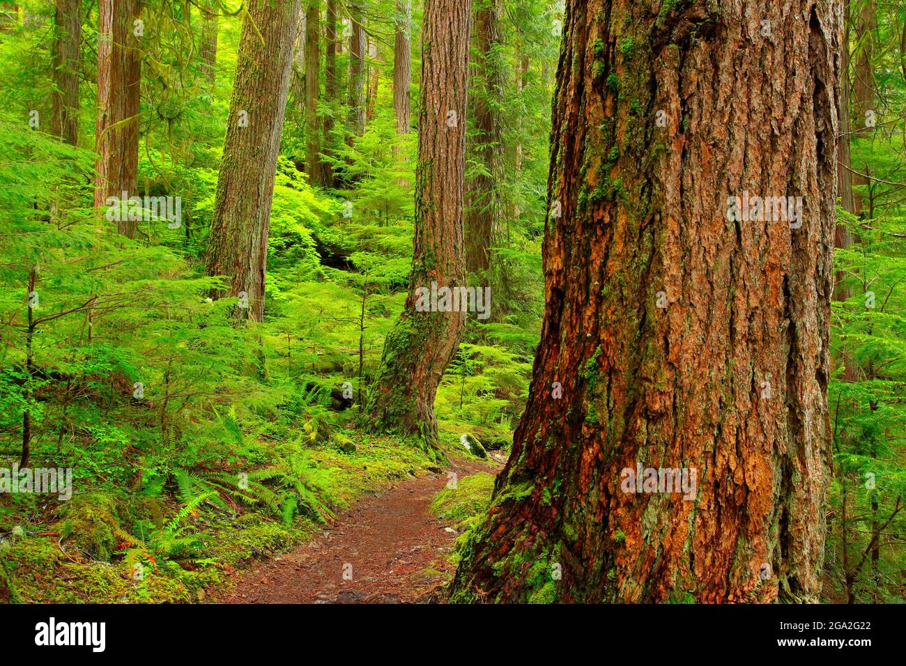 a exterior picture of an Pacific Northwest rainforest trail Stock Photo ...