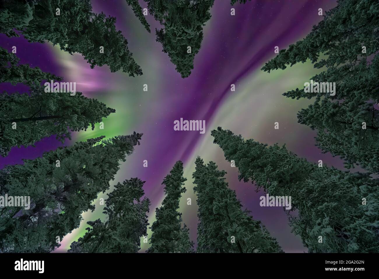 Low angle view of conifers surrounding the starry night sky with a ...