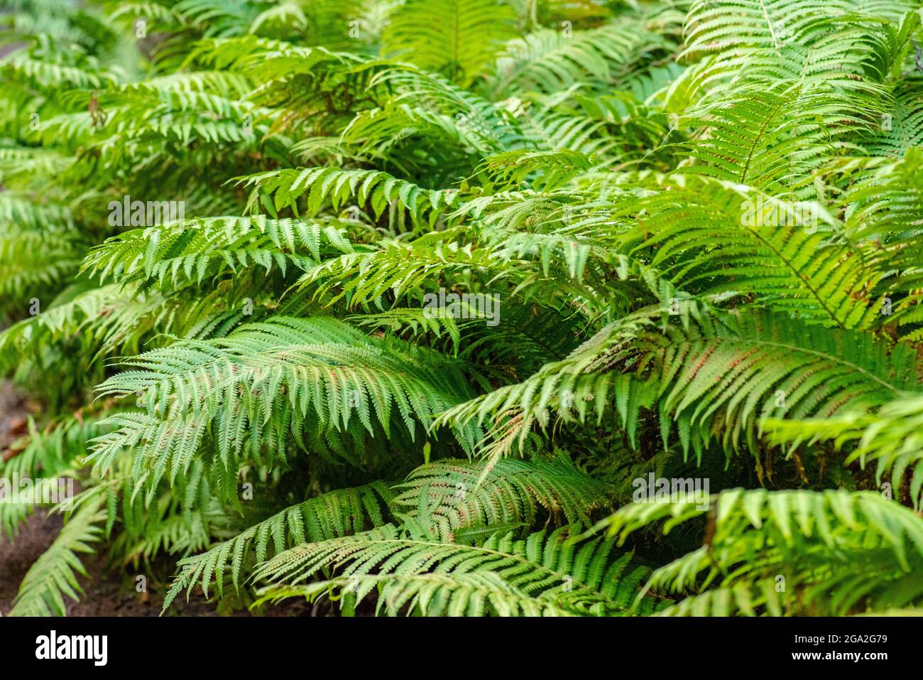 Pteridophyte hi-res stock photography and images - Alamy