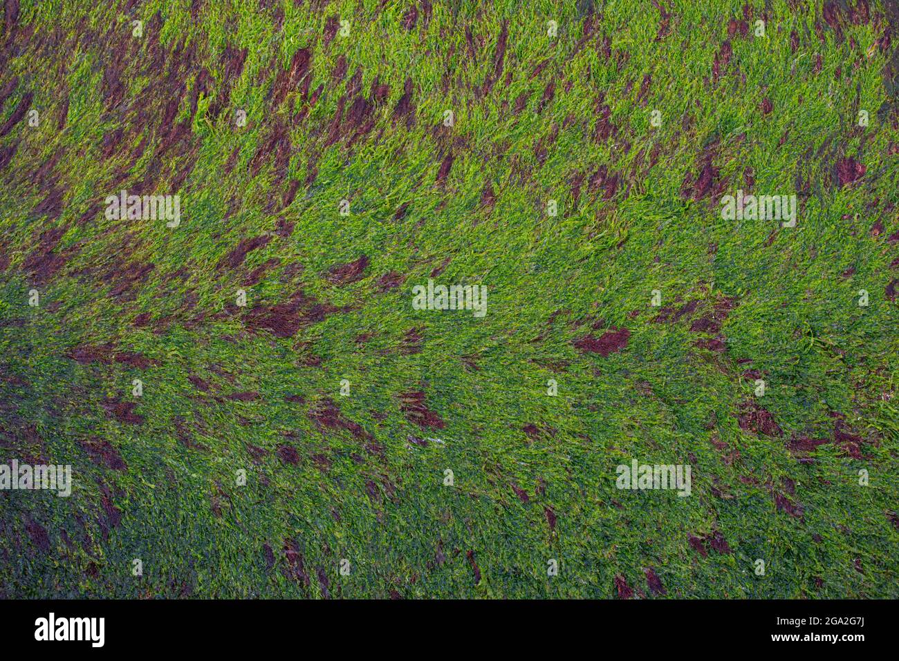 Green algae growing on a metal plate Stock Photo - Alamy
