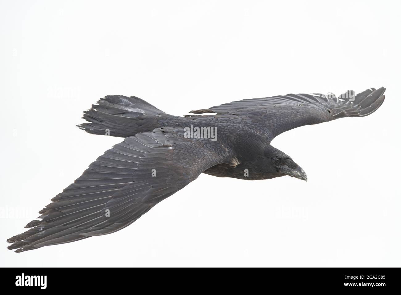 Common raven in full flight hi-res stock photography and images - Alamy