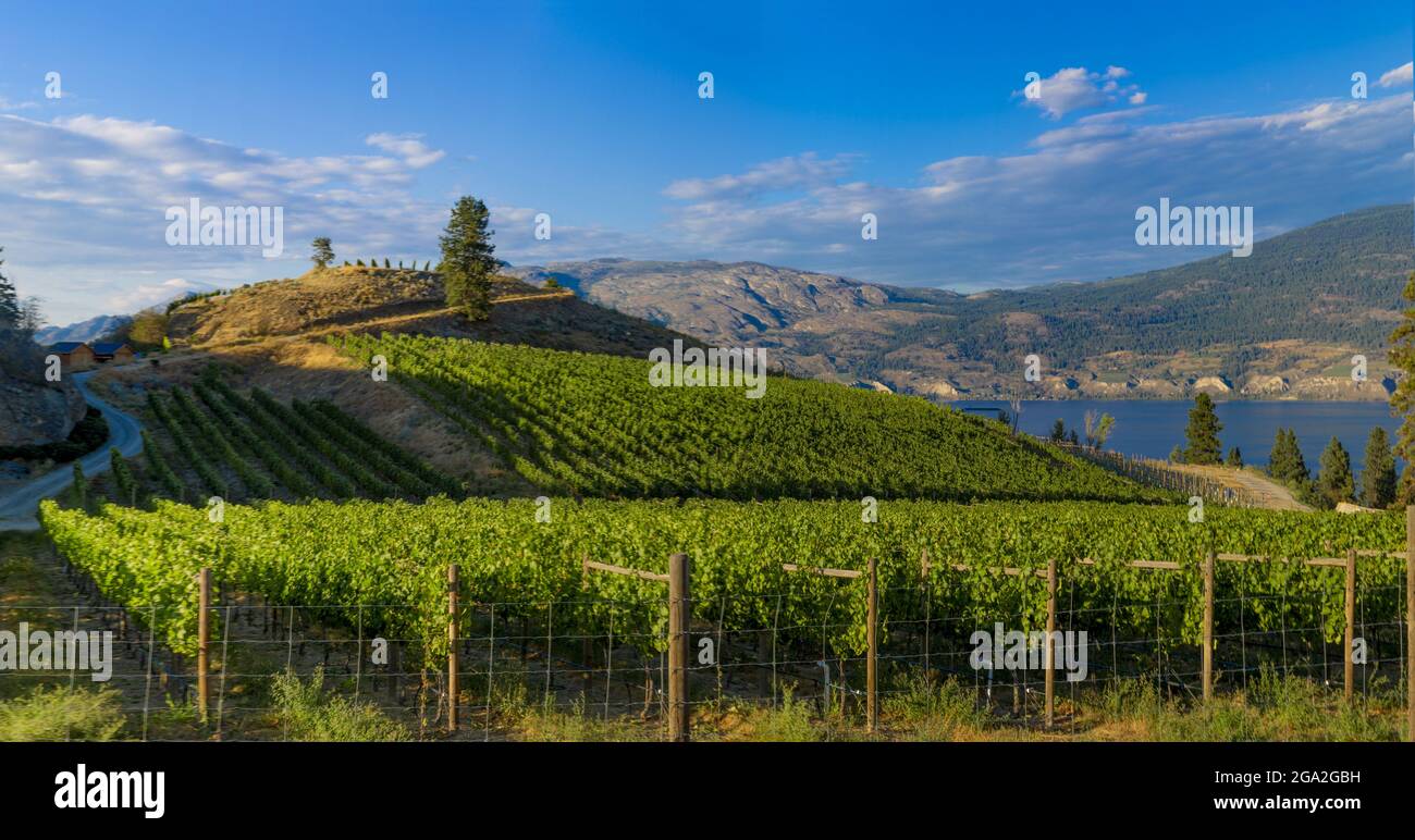 Sage hill winery hi-res stock photography and images - Alamy