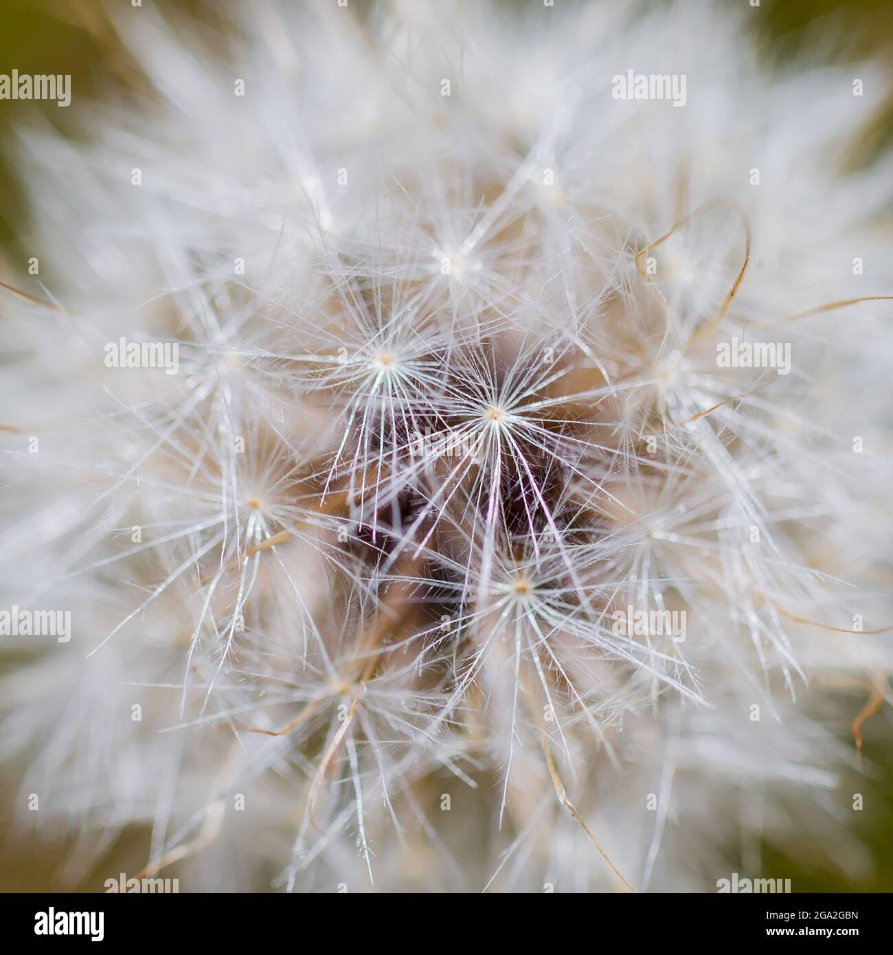 Dandelion seedhead extreme close hi-res stock photography and images ...