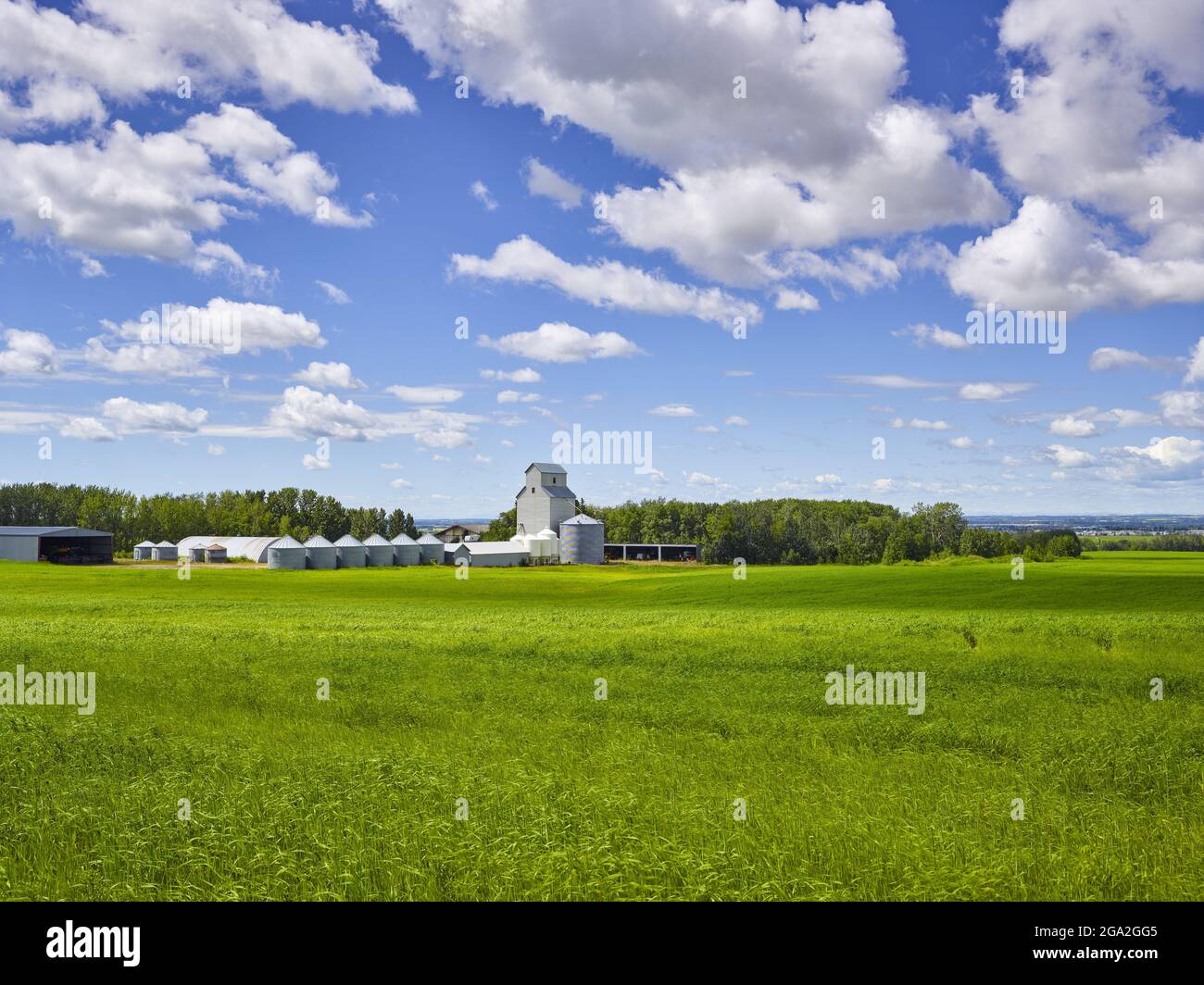 Grain elevator and a row of grain storage bins in a green, grassy field ...