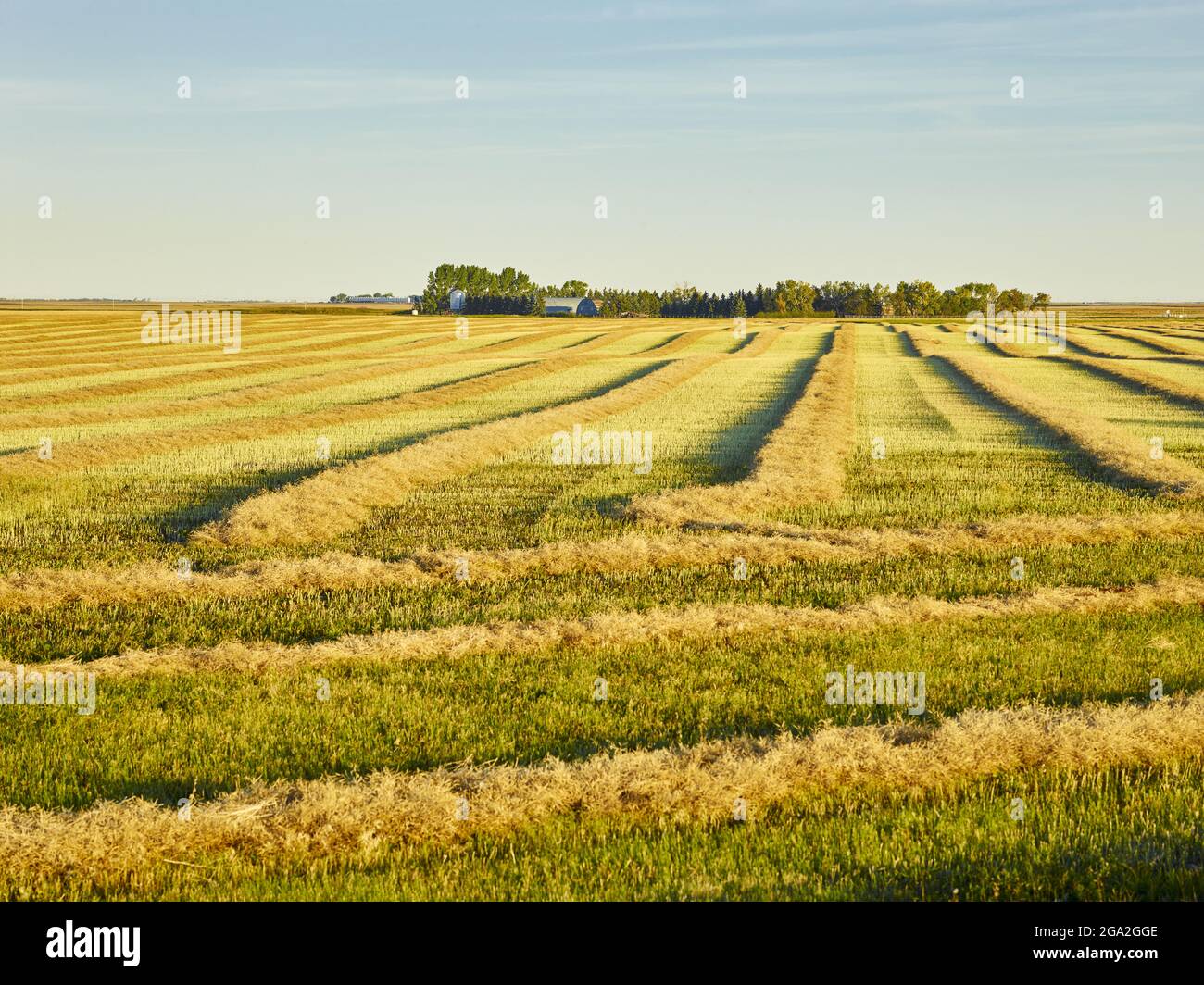Farmland with cut grain fields and rows of hay silage at harvest time ...