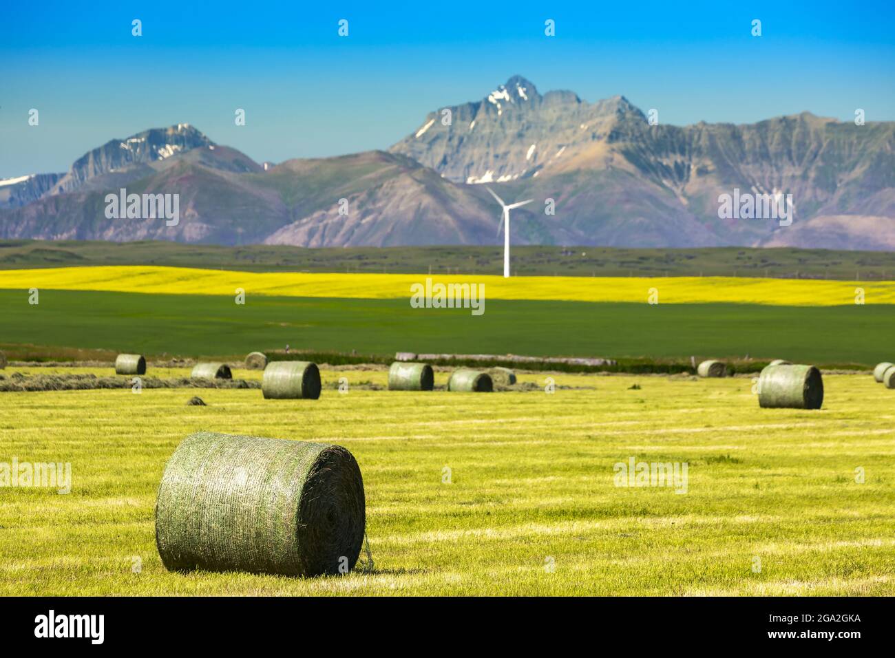 Round large hay bales in a field with flowering canola crop and a wind ...