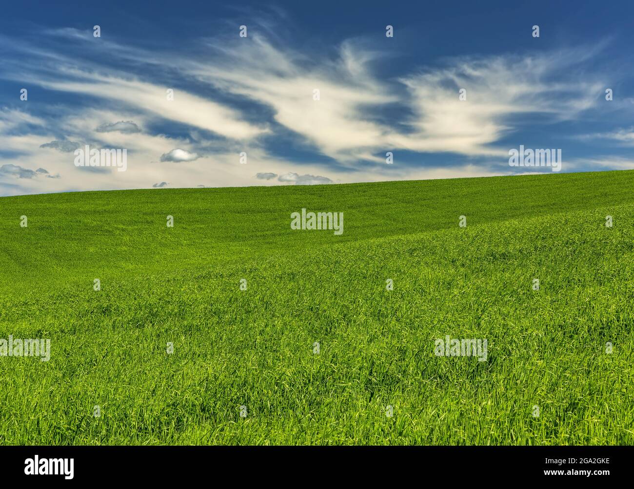 Green grain field with wispy white clouds and blue sky; East of Calgary ...