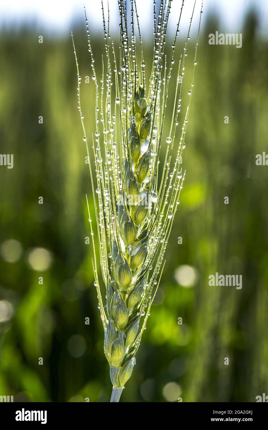 Wheat seed hi-res stock photography and images - Alamy