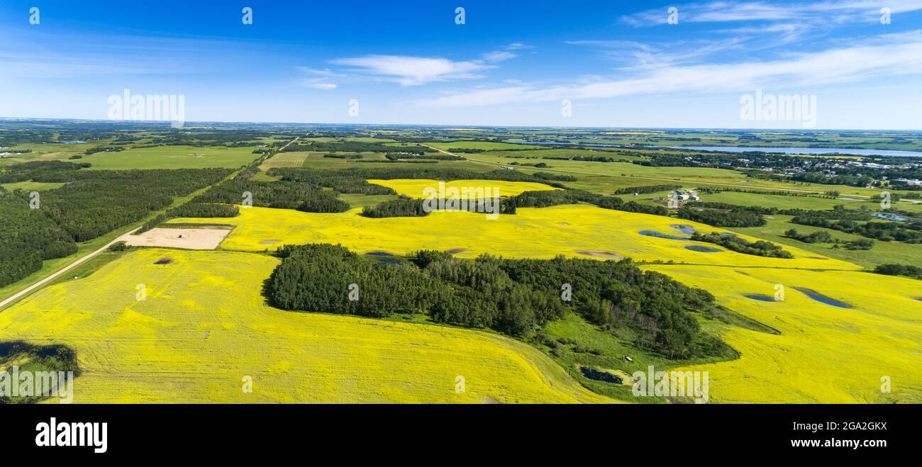 Aerial view of flowering canola fields amongst treed areas and green ...