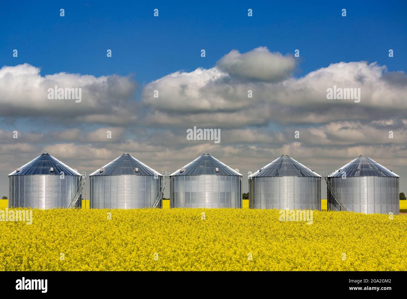 A row of shiny large metal grain bins in a flowering canola field with ...