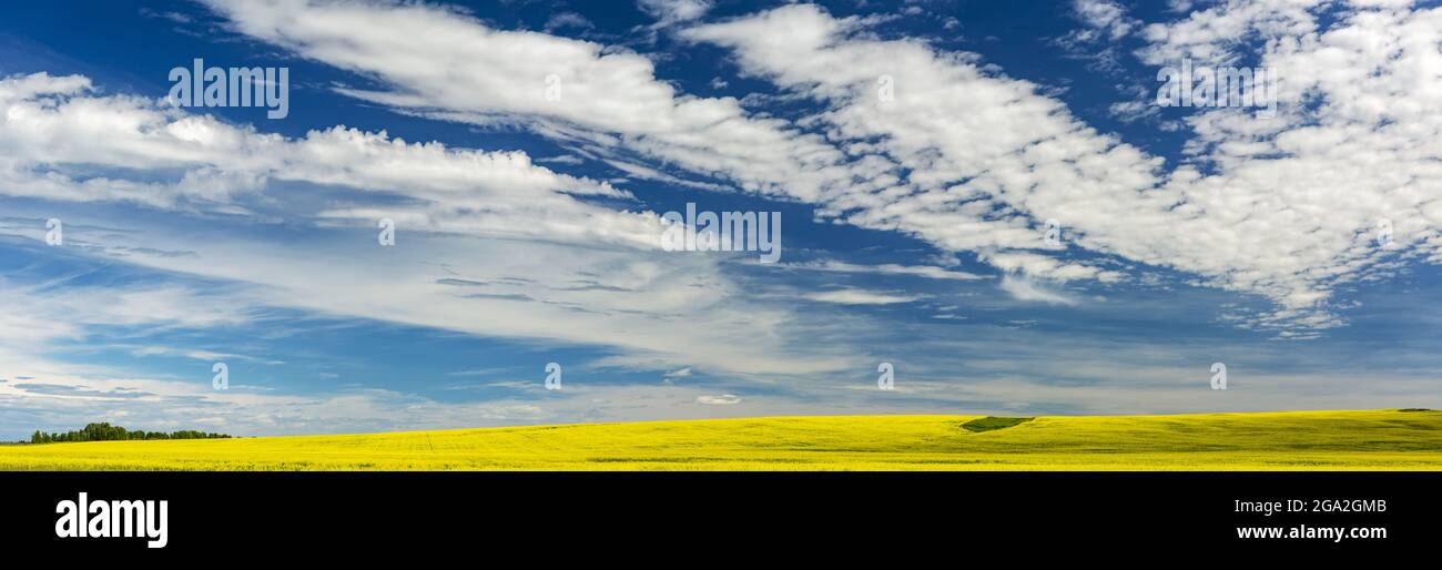 Panorama of a flowering canola field with long dramatic clouds and blue ...