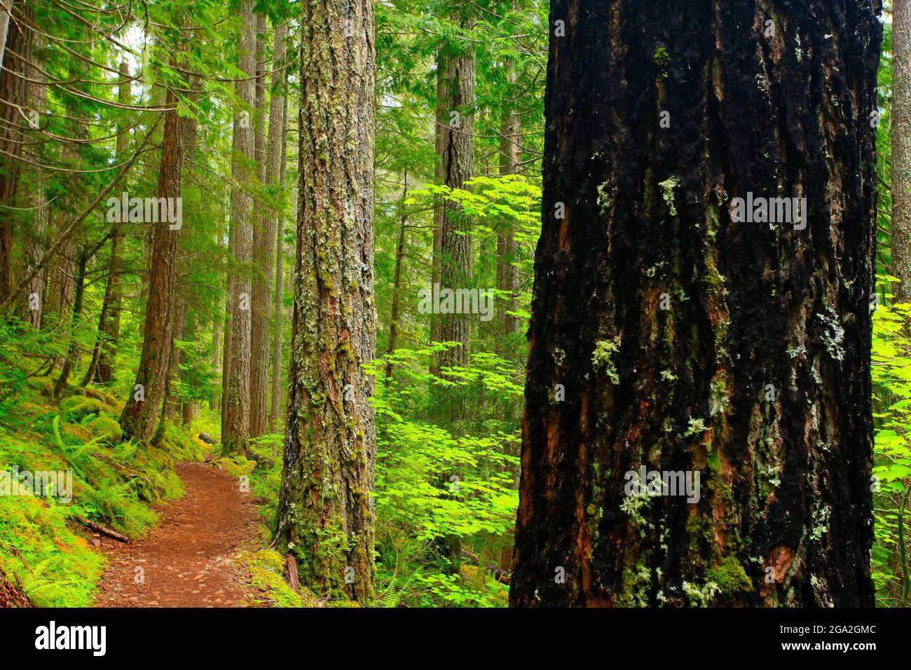 a exterior picture of an Pacific Northwest rainforest trail Stock Photo ...