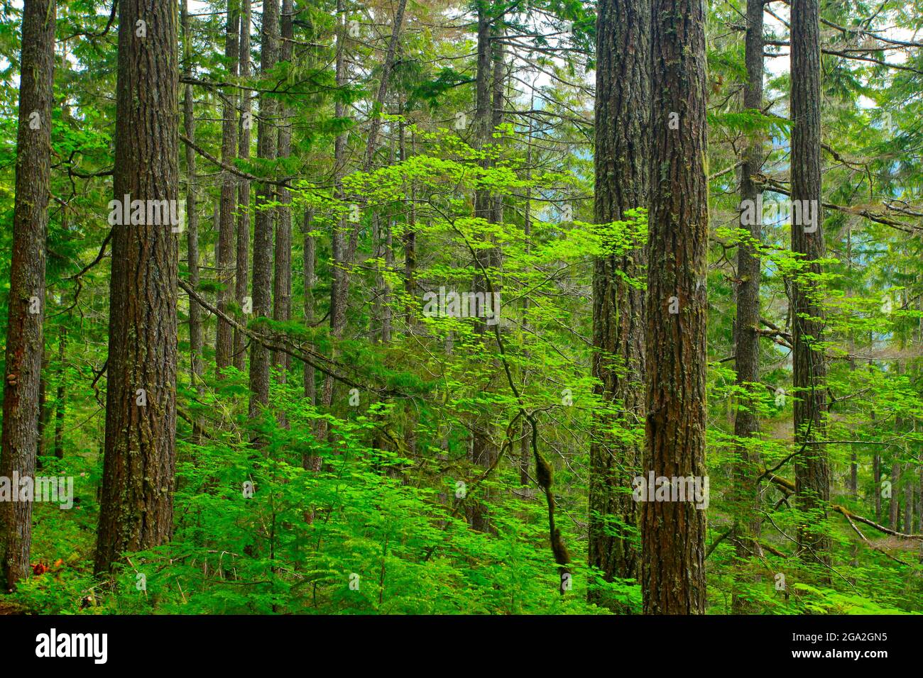 a exterior picture of an Pacific Northwest rainforest with old growth ...