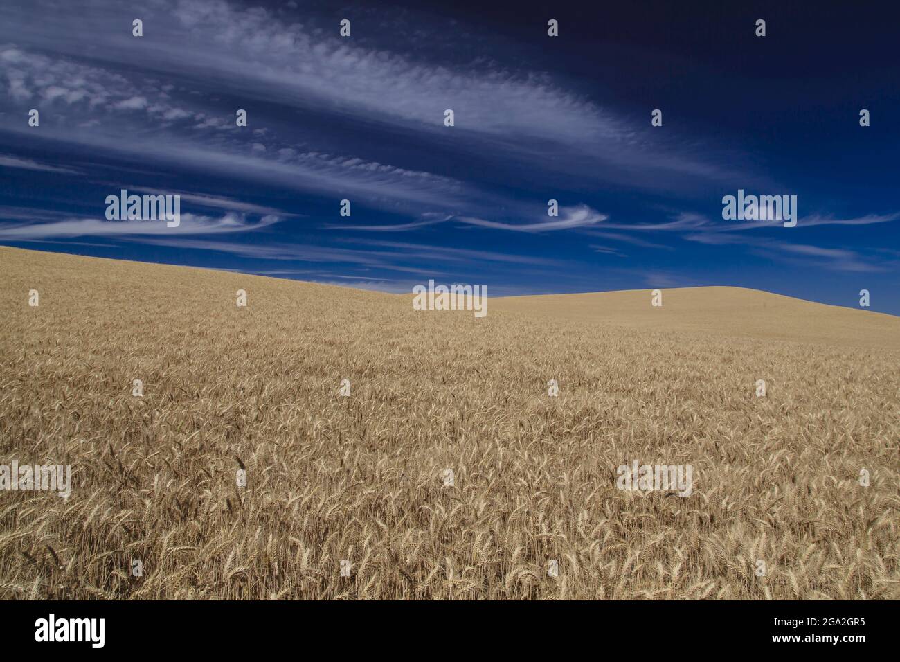 Grain field ripening under a blue, sunny sky with wispy cirrus clouds ...