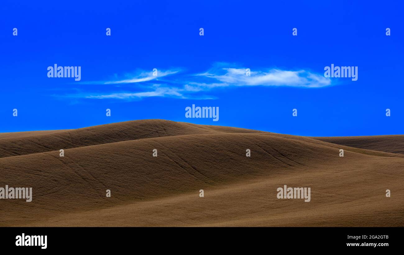 Hilly grain field under a blue, sunny sky with wispy cirrus clouds ...