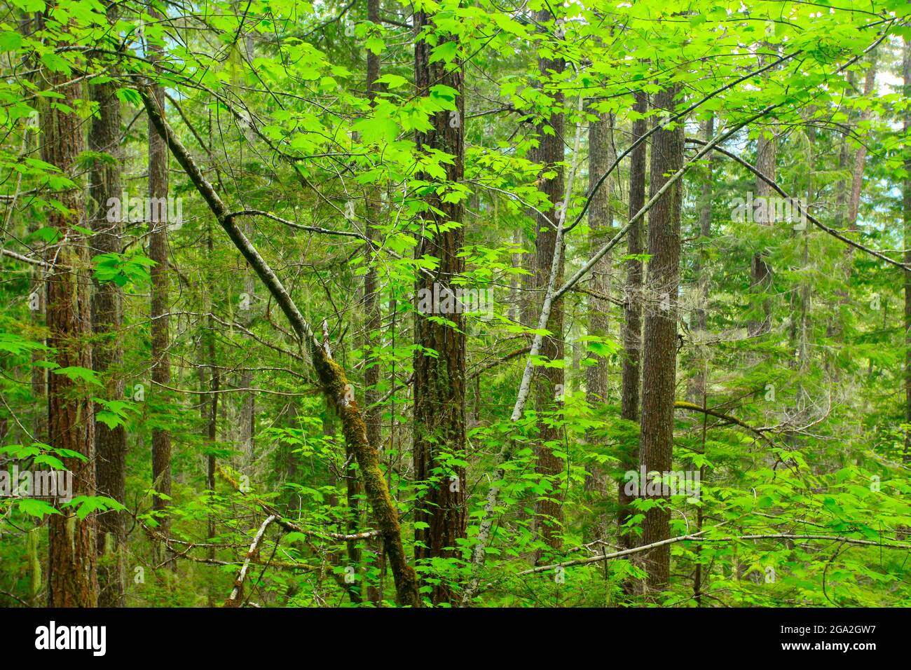 a exterior picture of an Pacific Northwest rainforest with Big leaf ...