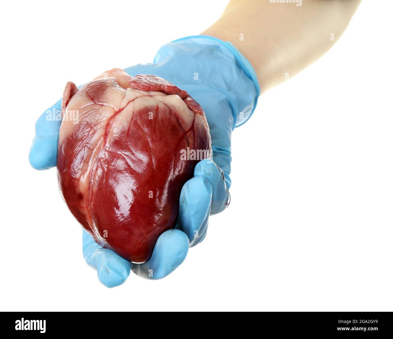 Heart in doctor hand isolated on white Stock Photo - Alamy