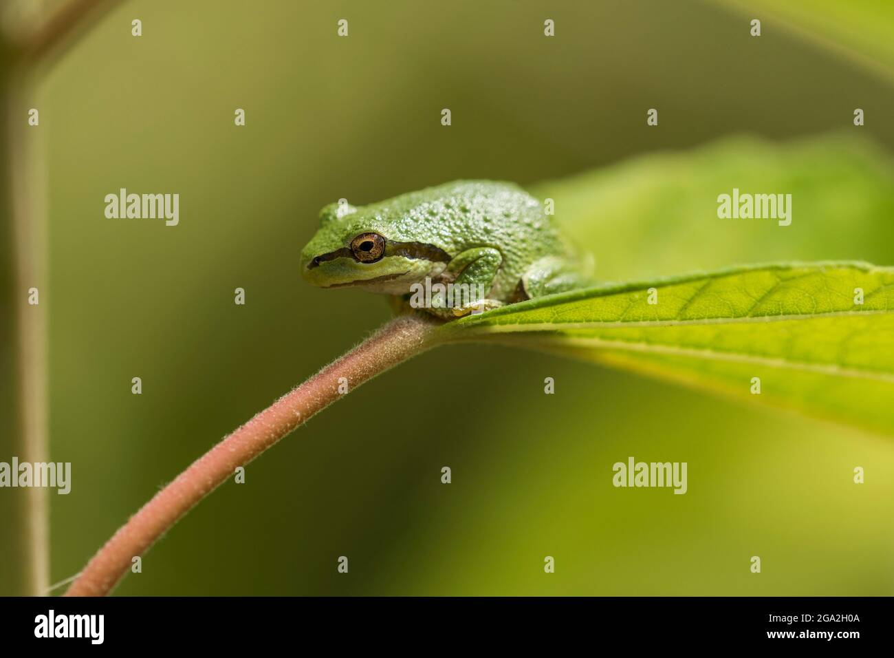Pacific tree frog hi-res stock photography and images - Alamy