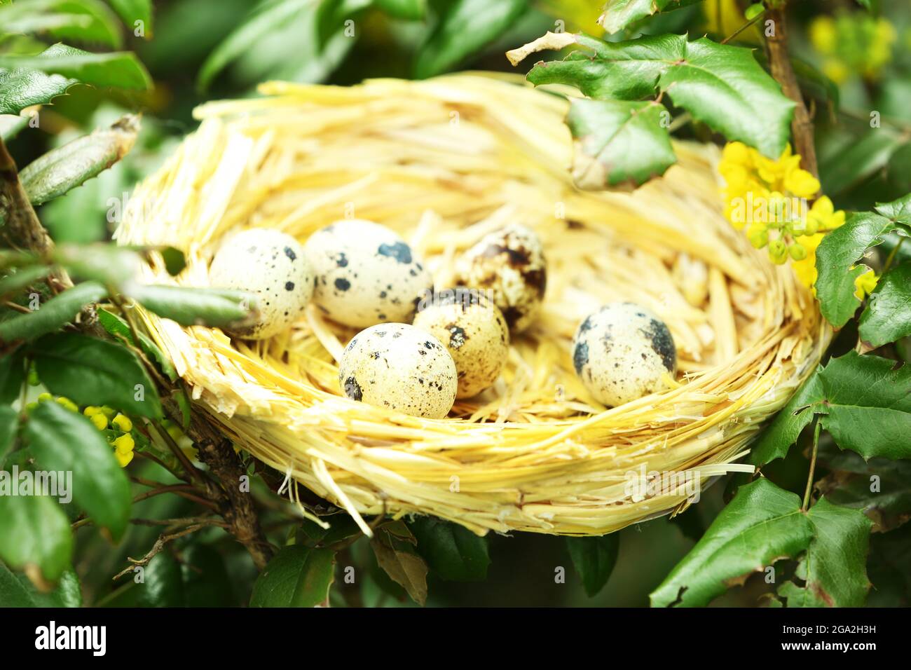 Wicker nest with eggs over green tree background Stock Photo - Alamy