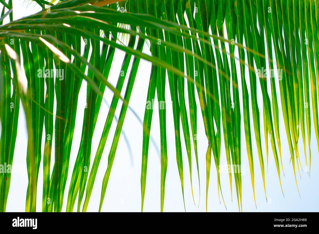 Palm branch with narrow long leaves. Tropical background. Travel and ...