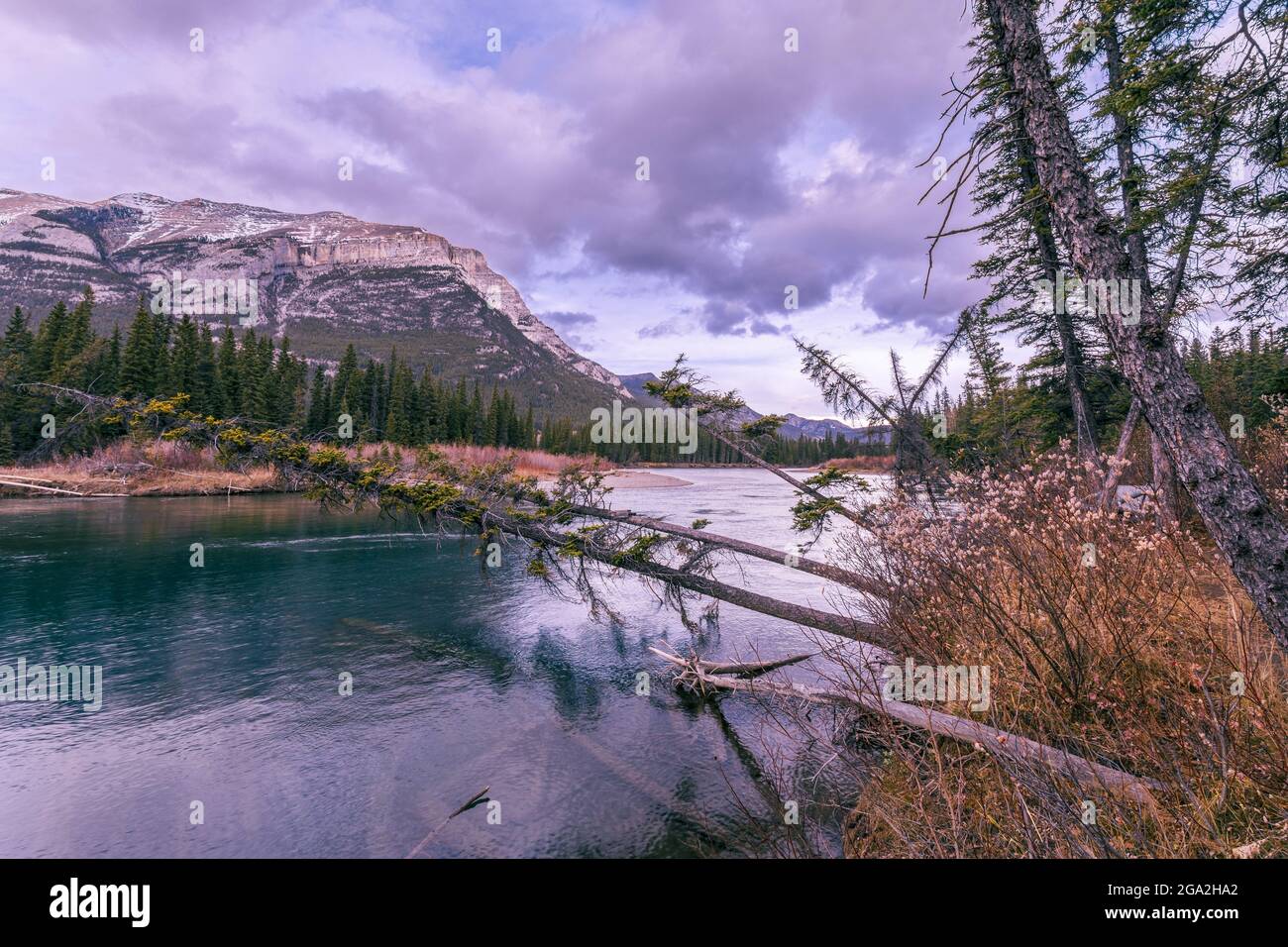 Bow River in the Canadian Rocky Mountains; Alberta, Canada Stock Photo ...