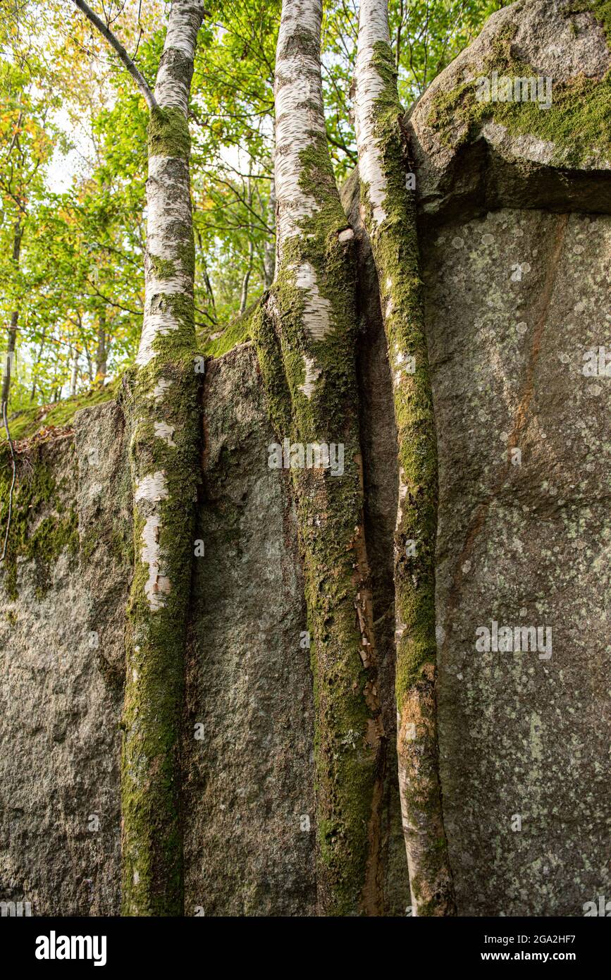 Cliffside foliage hi-res stock photography and images - Alamy