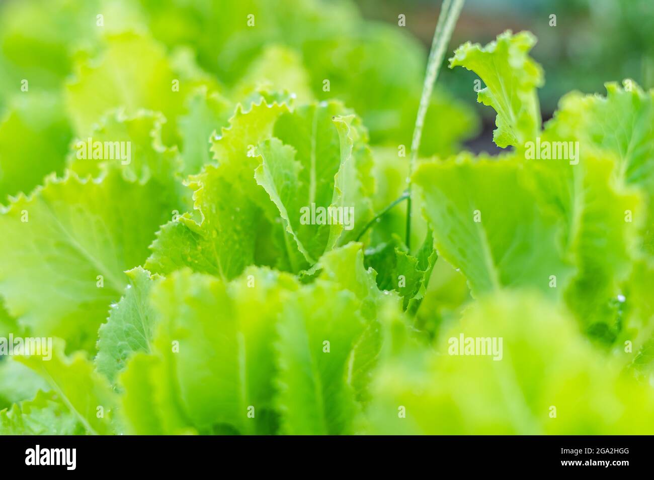 Green leafy lettuce grows in the garden close-up Stock Photo - Alamy