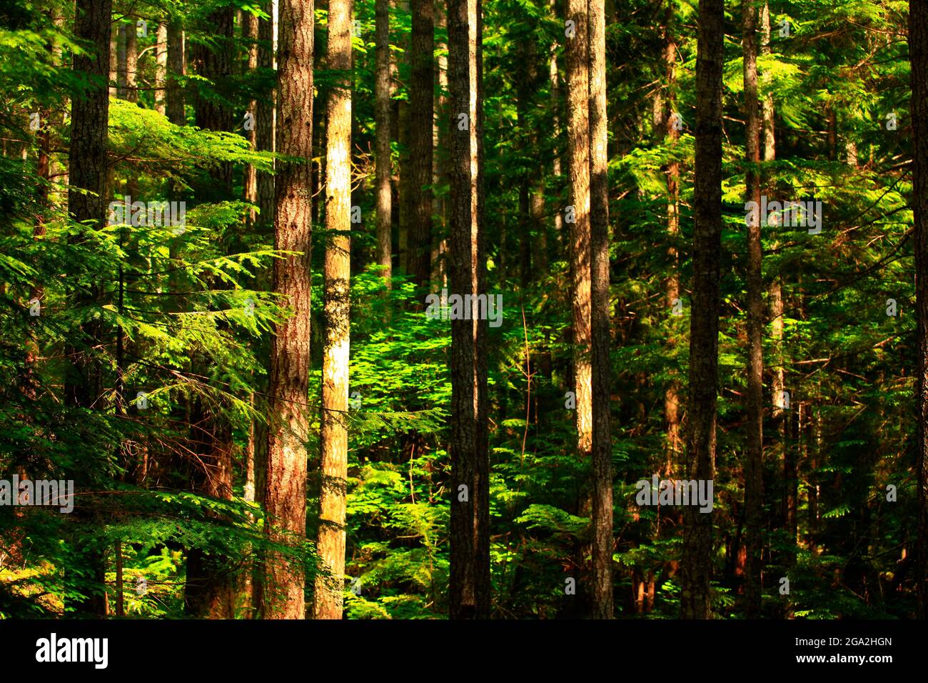 a exterior picture of an Pacific Northwest rainforest with Douglas fir ...