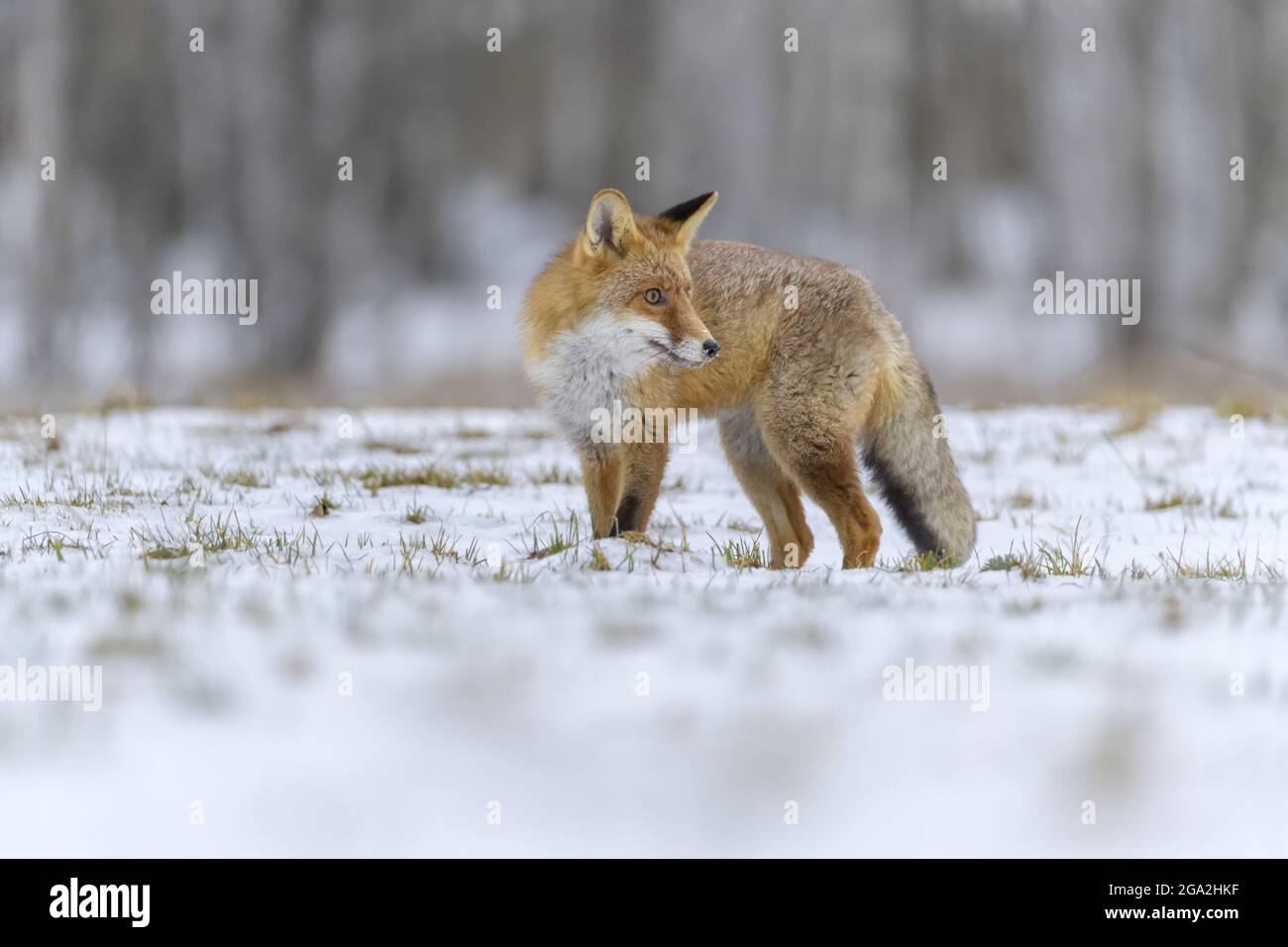 Red Fox (Vulpes vulpes) stalking prey in snow; Europe Stock Photo - Alamy
