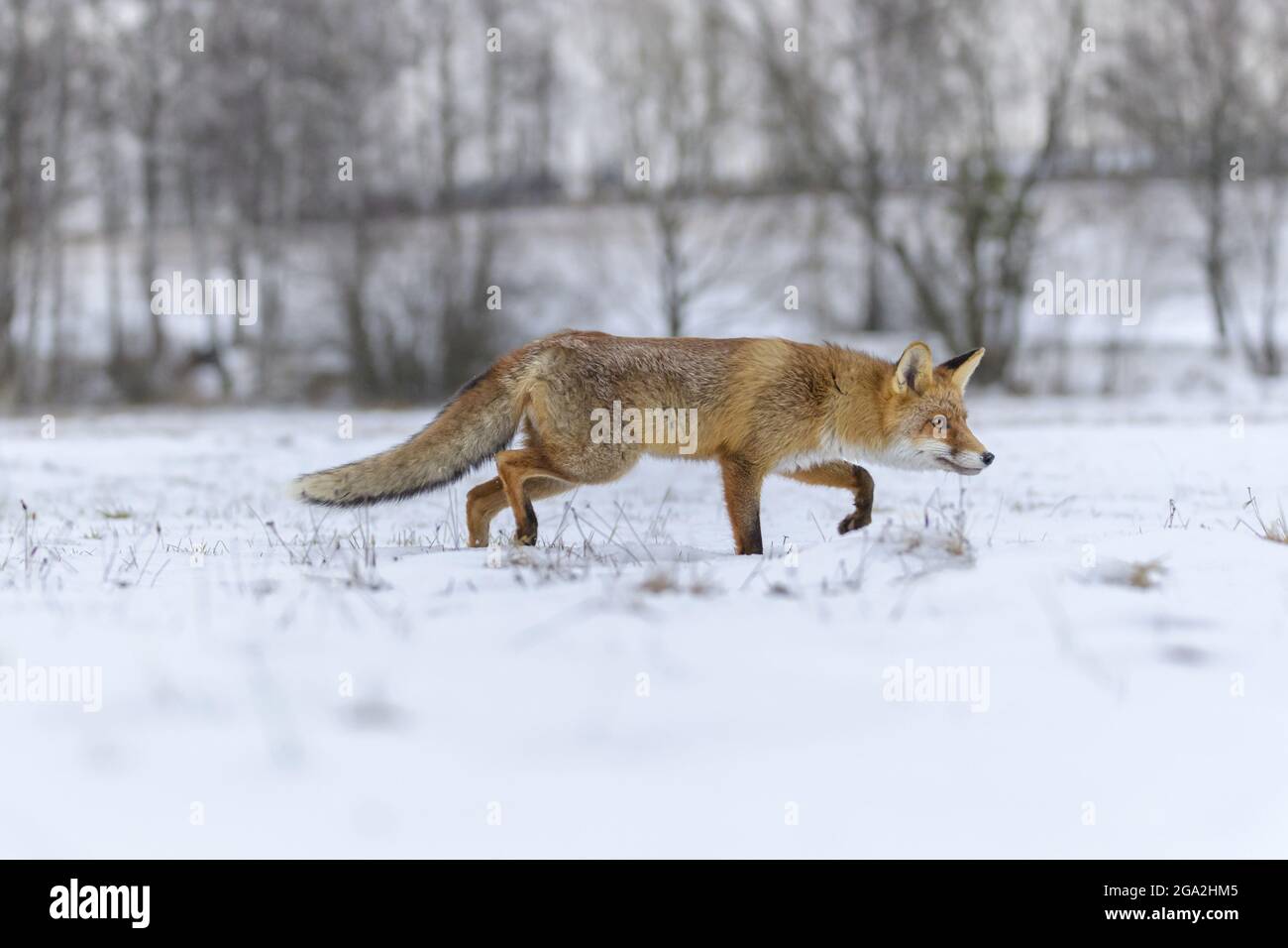 Red Fox (Vulpes vulpes) stalking prey in snow; Europe Stock Photo - Alamy