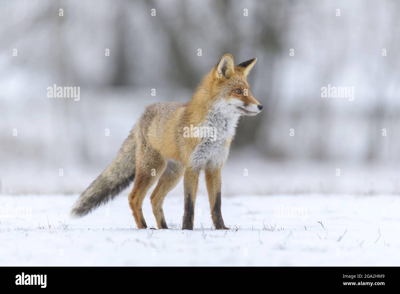 Red Fox (Vulpes vulpes) stalking prey in snow; Europe Stock Photo - Alamy