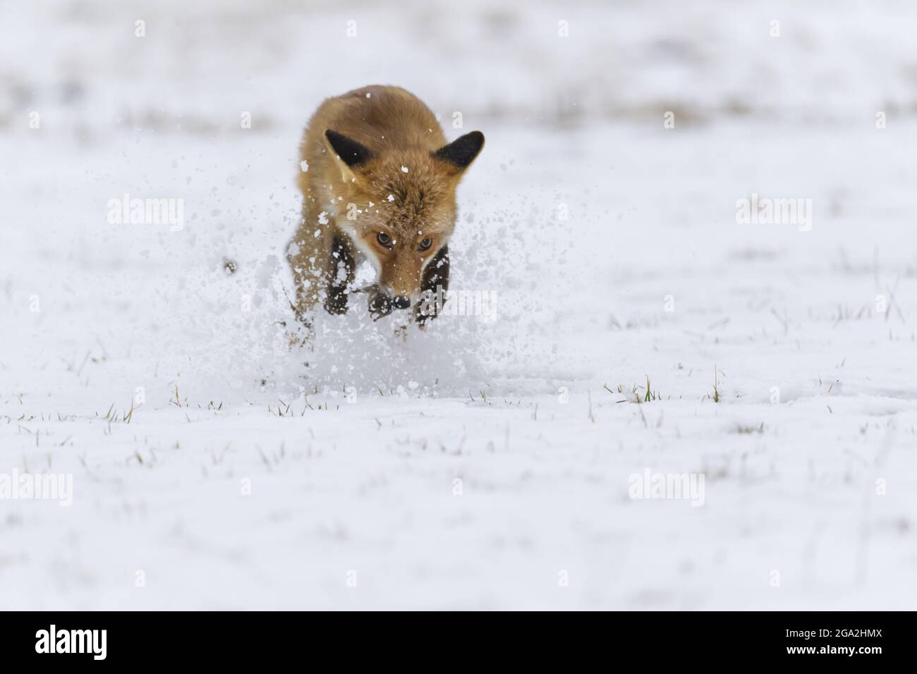 Fox running away hi-res stock photography and images - Alamy