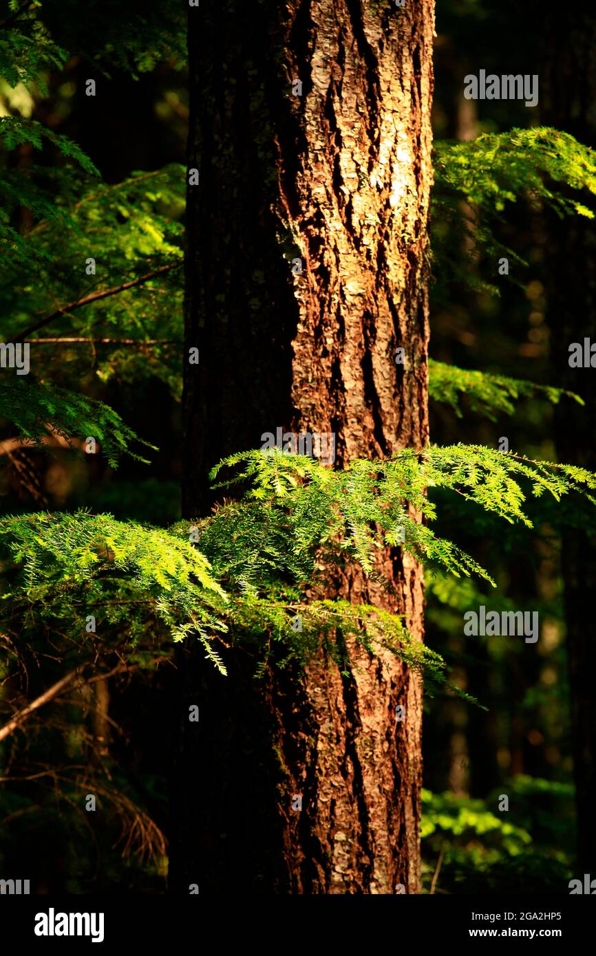 a exterior picture of an Pacific Northwest rainforest with old growth ...