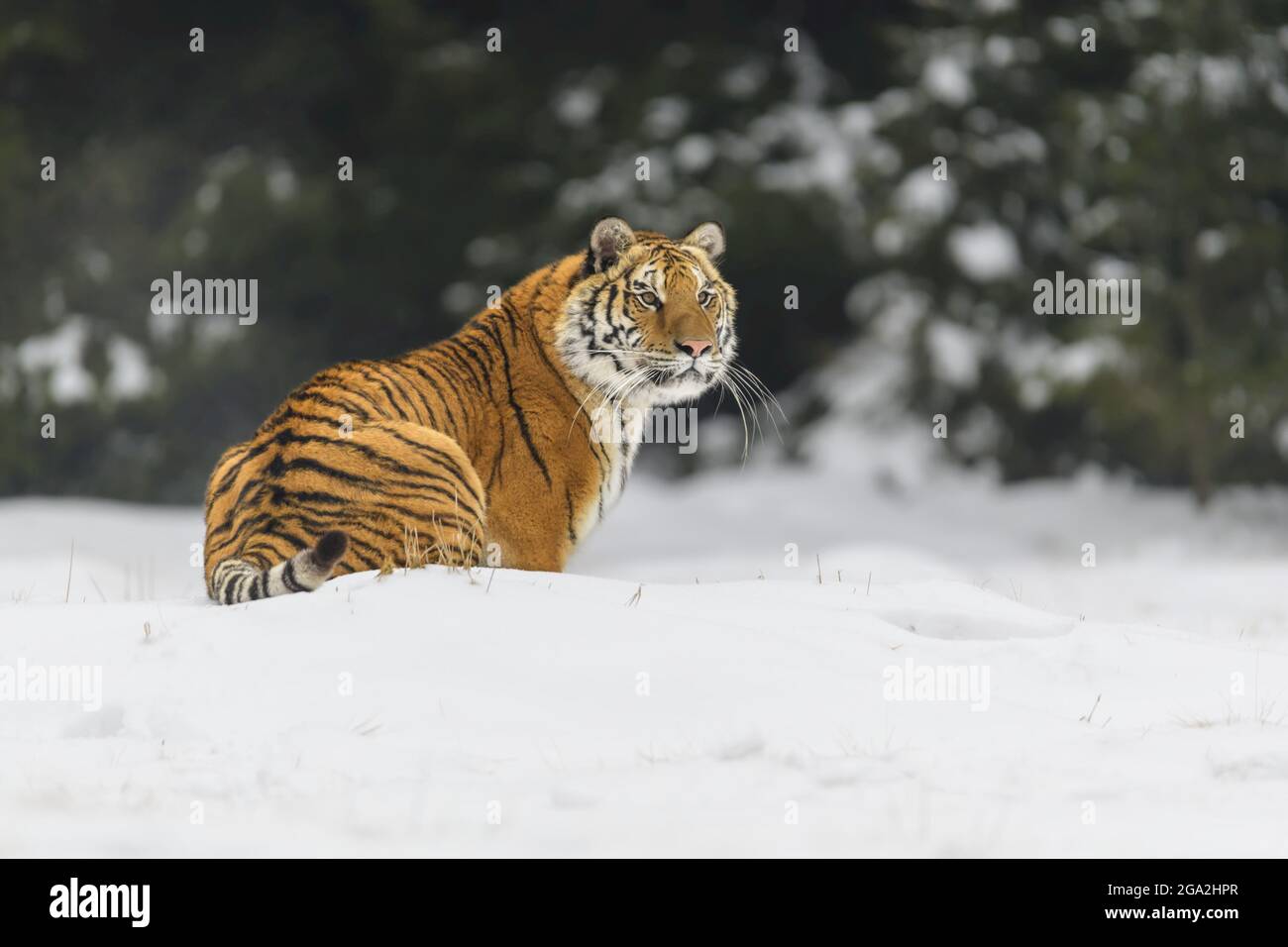 Siberian tiger (Panthera tigris altaica) sitting in snow in winter ...
