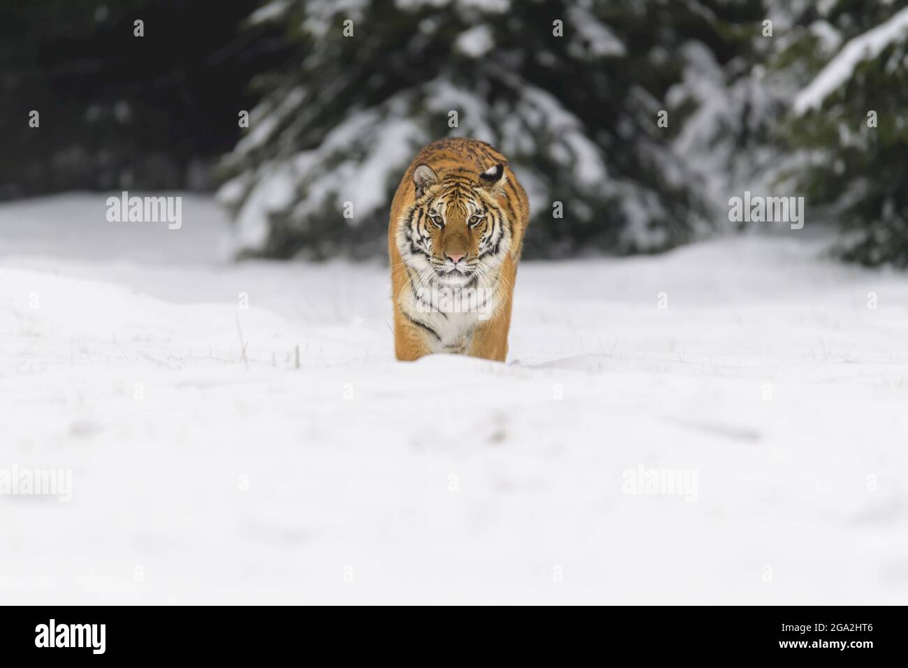 Siberian tiger (Panthera tigris altaica) staring at the camera in ...