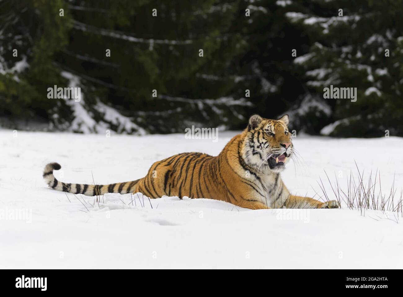 Siberian tiger (Panthera tigris altaica) lying in snow in winter baring ...