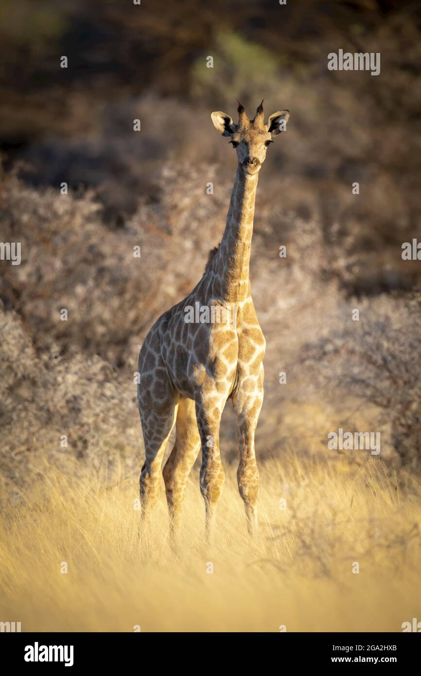 Young Southern giraffe (Giraffa camelopardalis angolensis) looking at ...