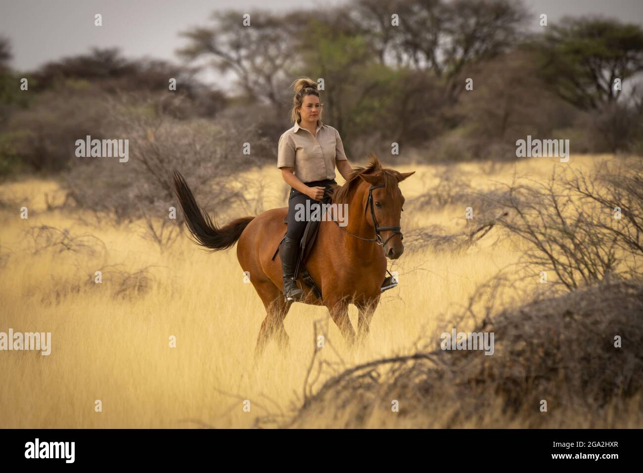 Woman riding horse (Equus ferus caballus) through the bush on the ...
