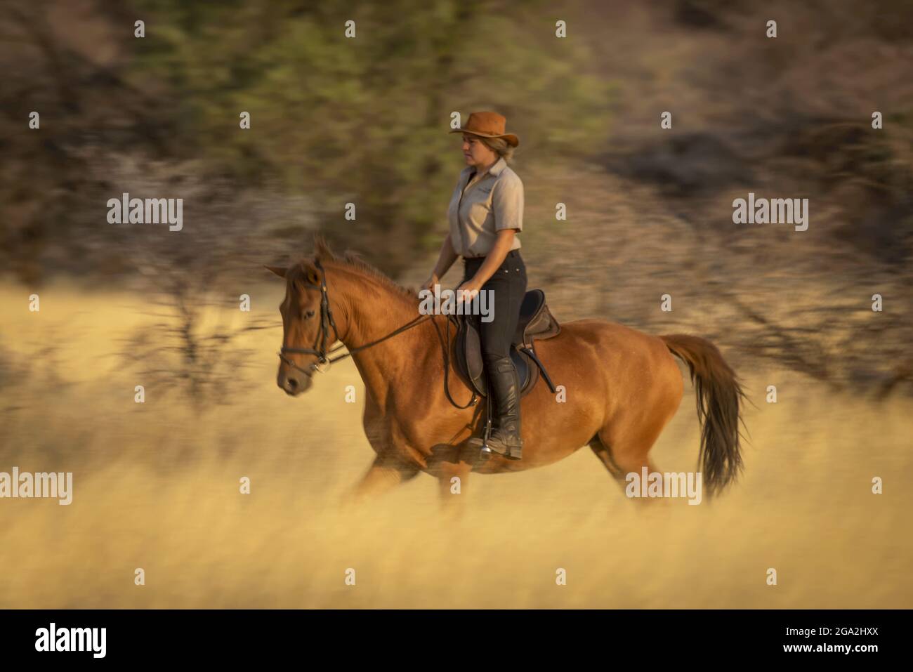 Woman riding horse (Equus ferus caballus) through the bush on the ...