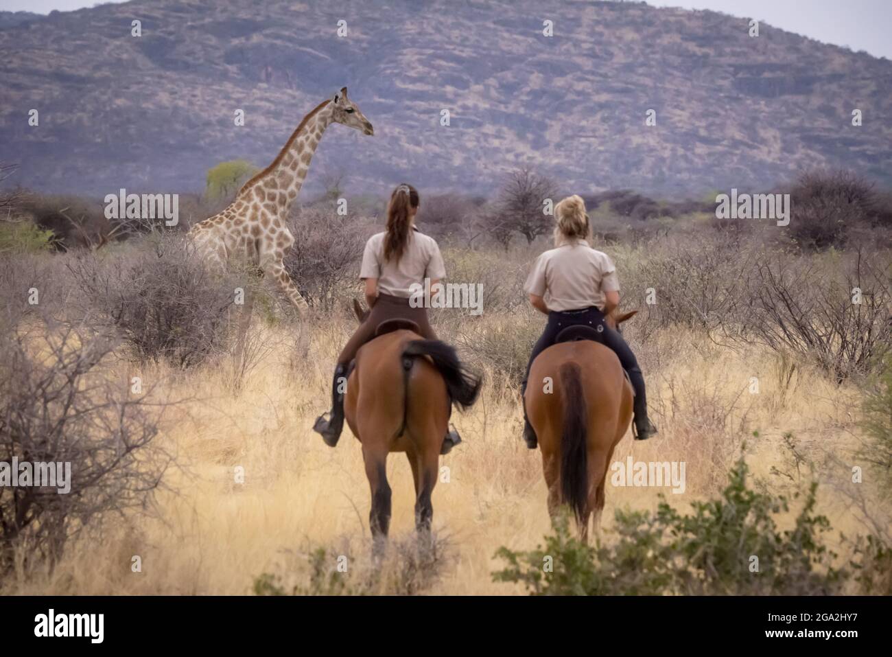 View taken from behind of two women riding horses following a Southern ...